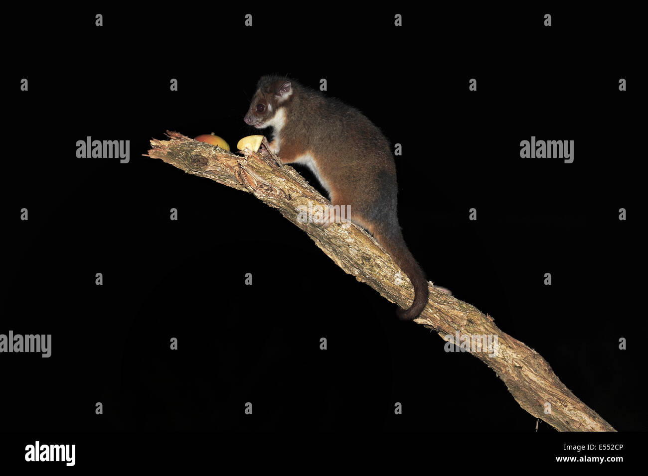 Common ringtail possums hi-res stock photography and images - Alamy