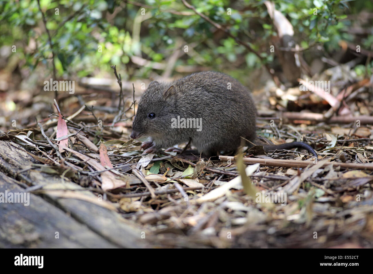Potoroos hi-res stock photography and images - Alamy