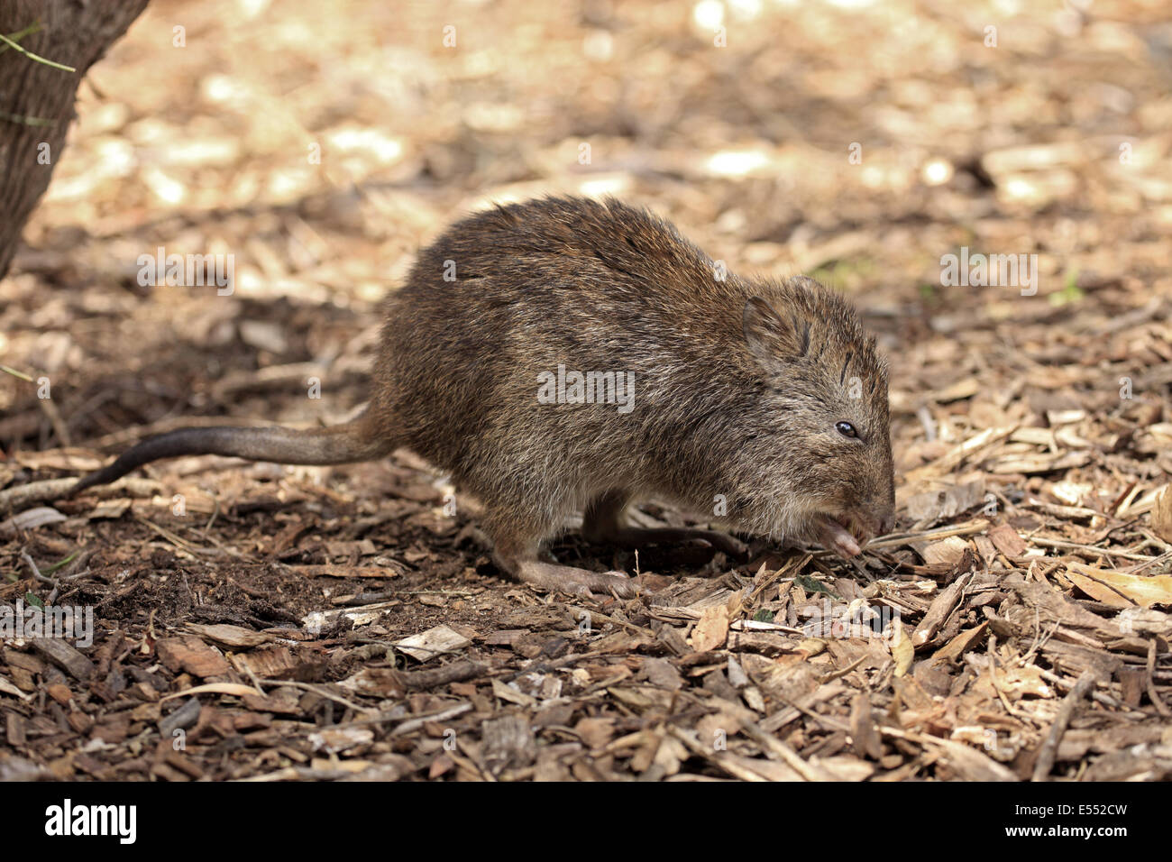 Long nosed potoroos hi-res stock photography and images - Alamy