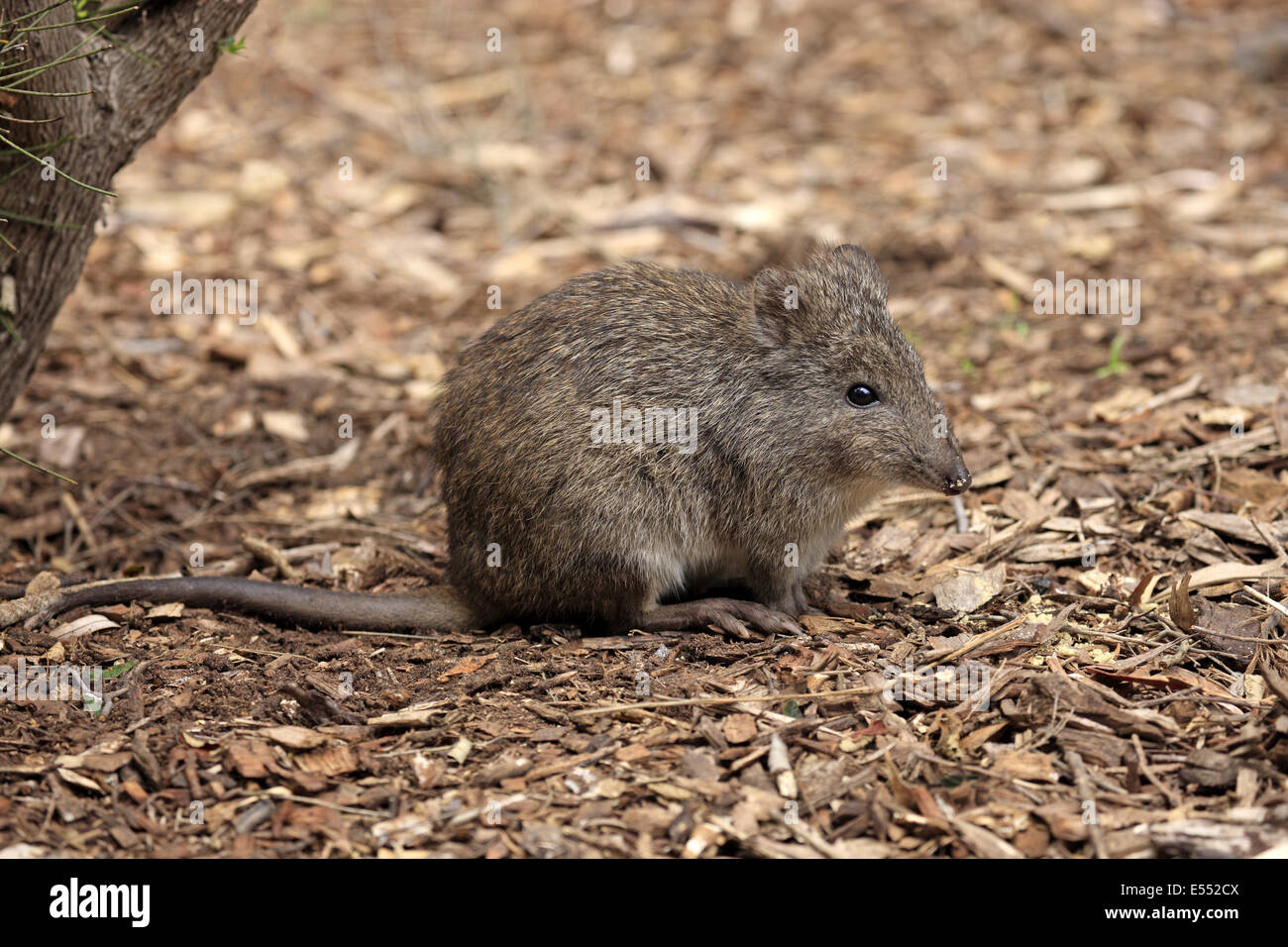 Long nosed rat kangaroos hi-res stock photography and images - Alamy