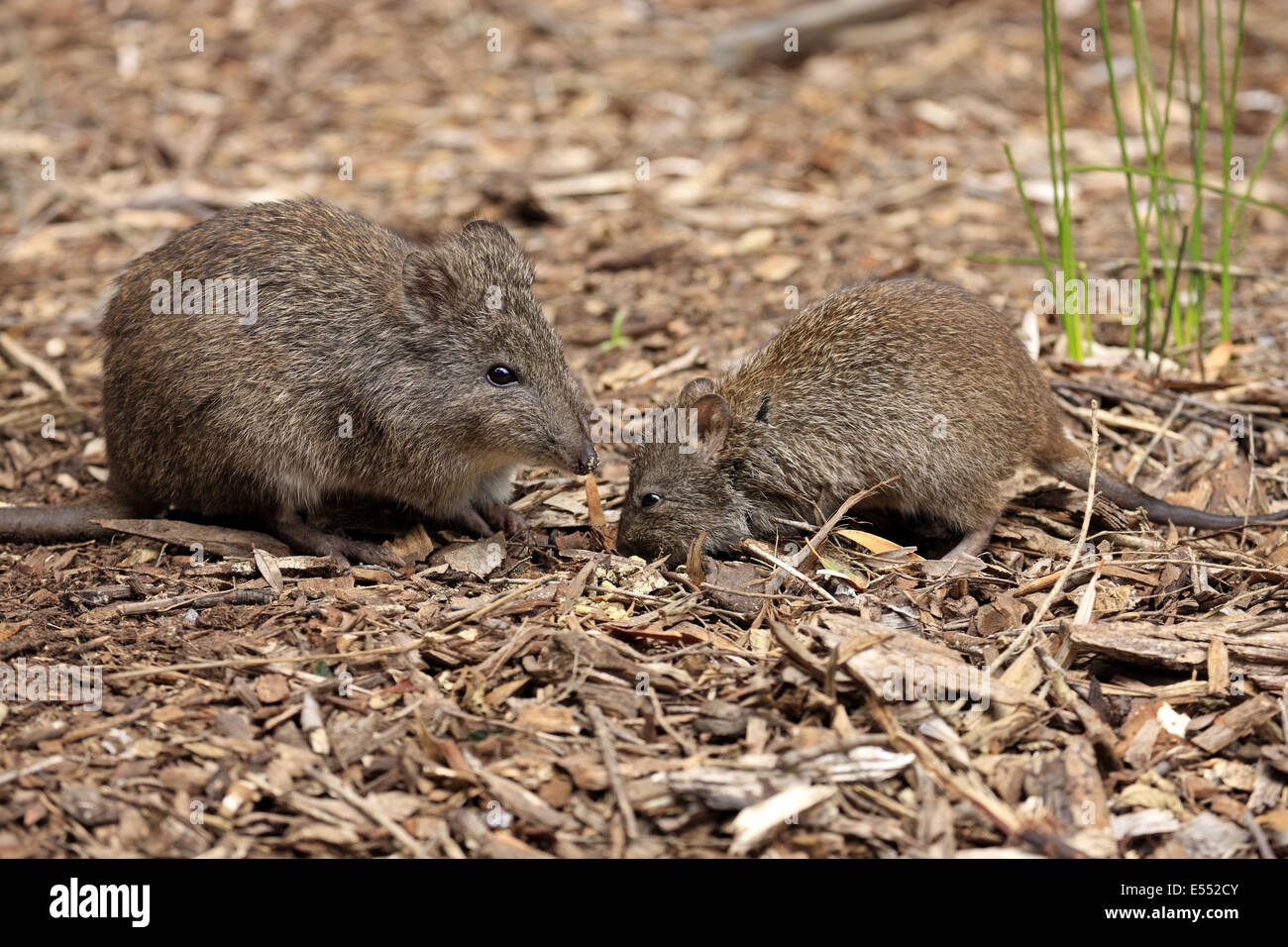 Potoroidae hi-res stock photography and images - Alamy