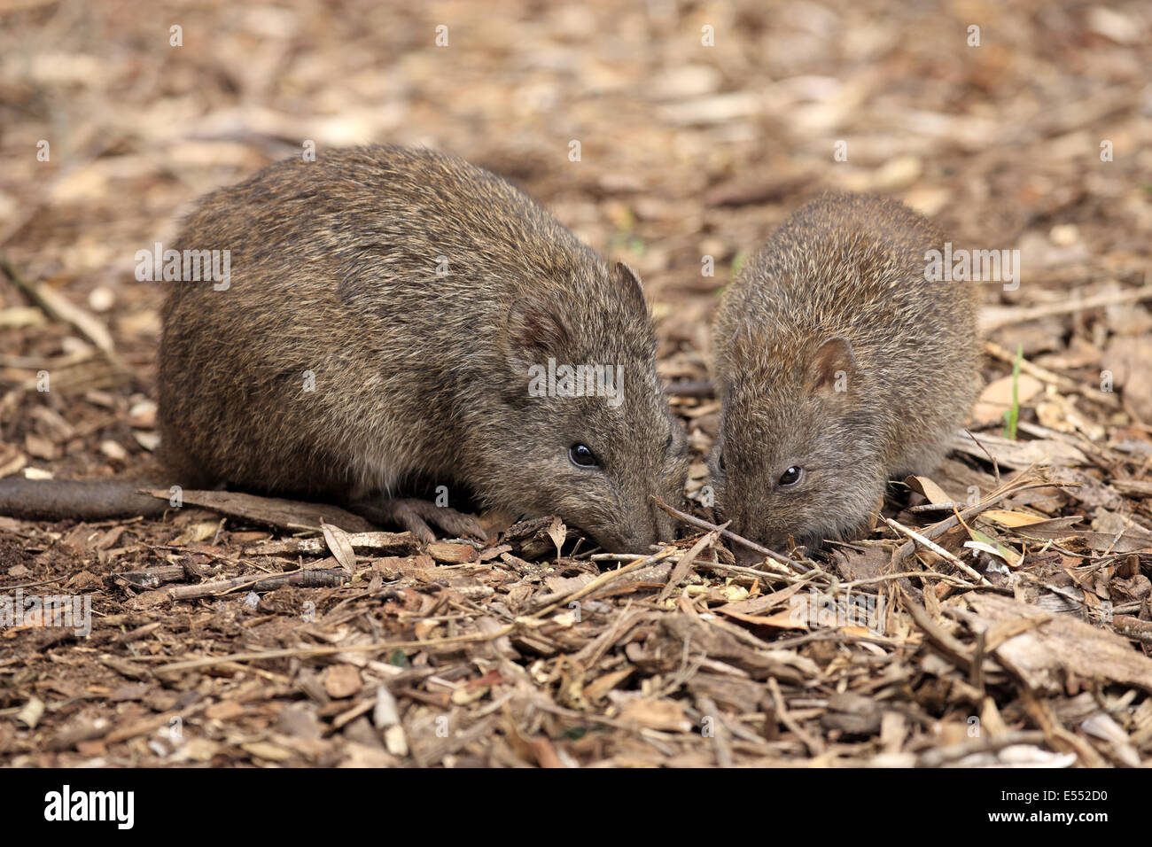 Potoroos hi-res stock photography and images - Alamy