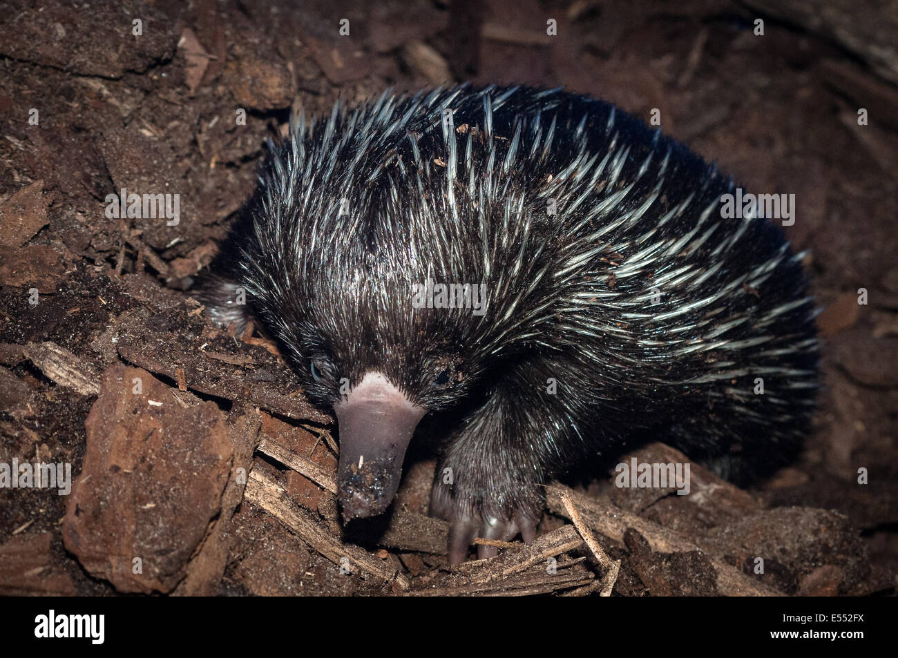 Echidna Four Headed