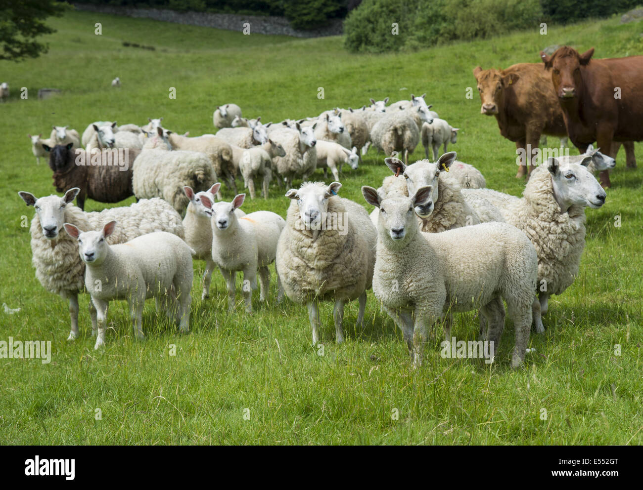 Domestic Sheep, Cheviot mule, ewes with lambs, with Domestic Cattle ...