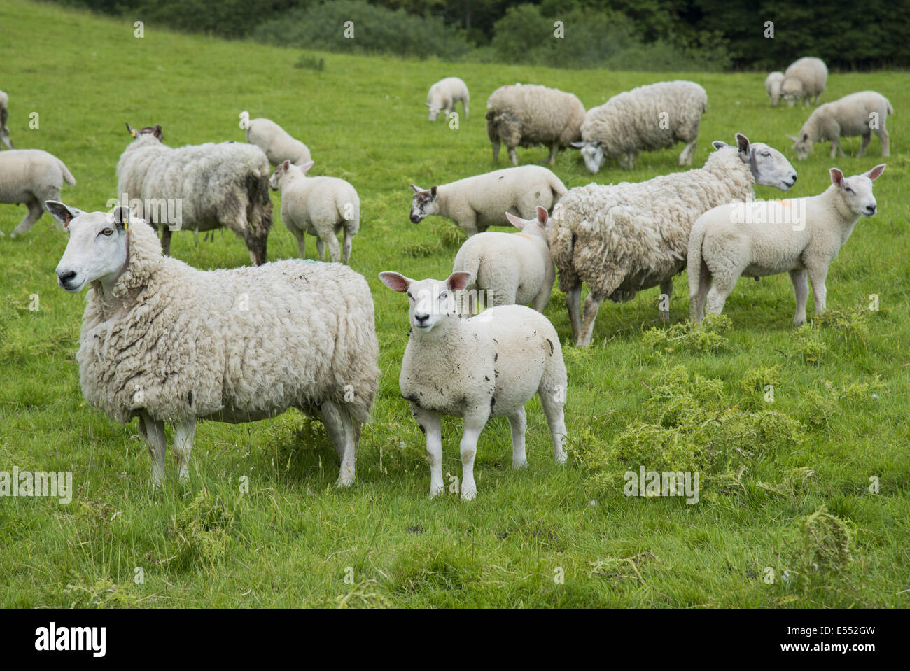 Domestic Sheep, Cheviot mule, ewes with lambs, standing in pasture ...
