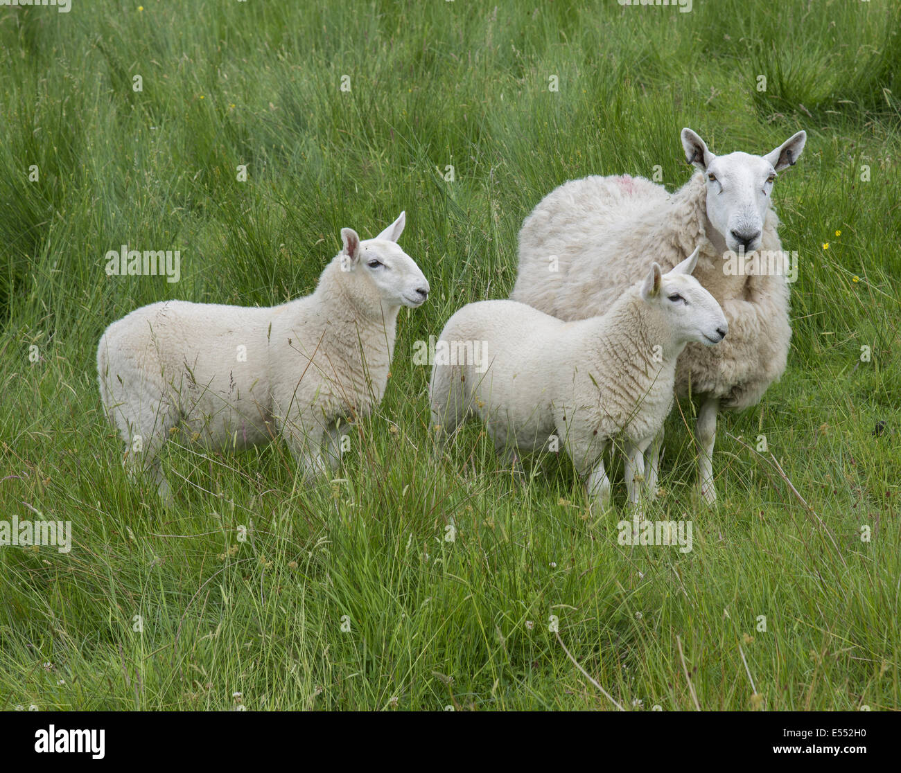 Domestic Sheep, Cheviot mule, ewe with twin lambs, standing in pasture ...