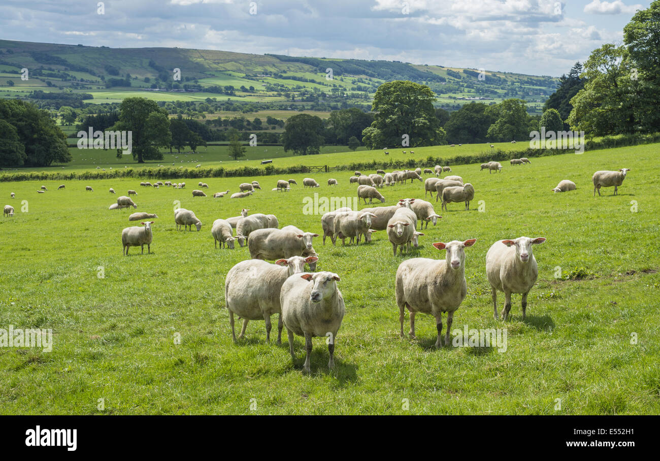 British milk sheep hi-res stock photography and images - Alamy