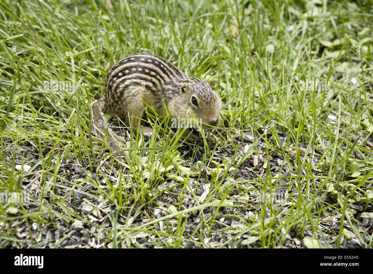 Thirteen-lined Ground Squirrel (Ictidomys tridecemlineatus) adult ...