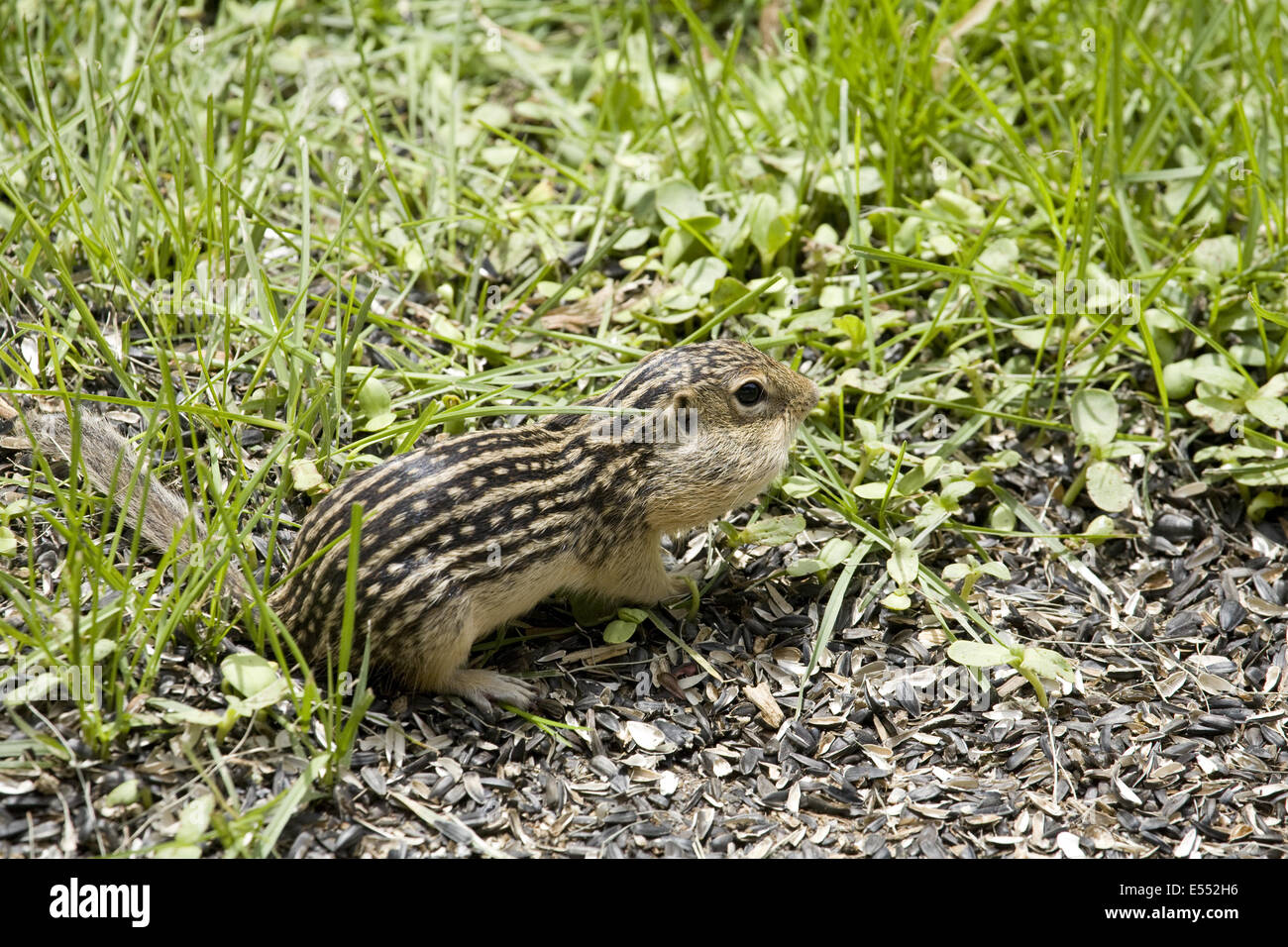Cheek pouch gopher hi-res stock photography and images - Alamy
