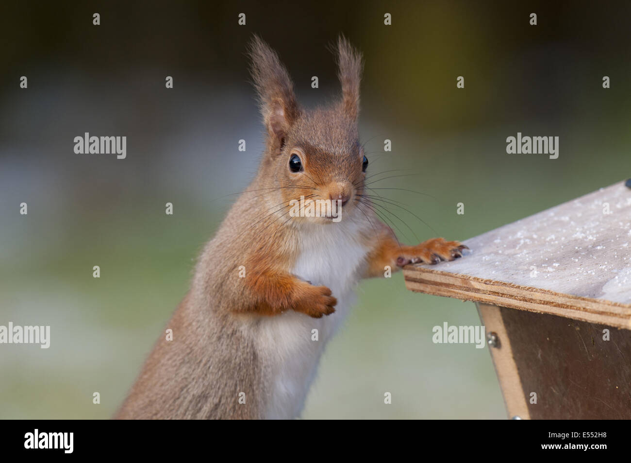 Eurasian Red Squirrel (Sciurus vulgaris) adult, winter coat with long ...