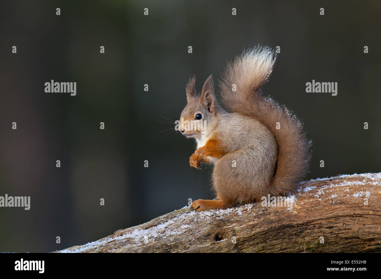 Eurasian Red Squirrel (Sciurus vulgaris) adult, winter coat with long ...