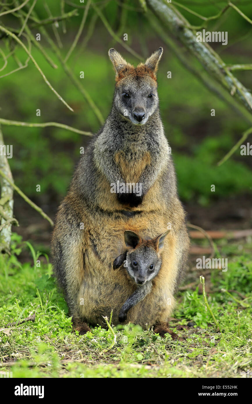 Swamp Wallaby (Wallabia bicolor) adult female with young, looking out ...