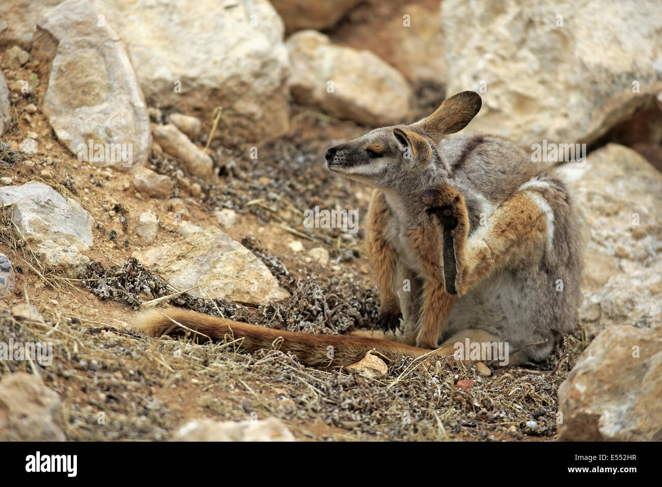 Yellow-footed Rock Wallaby (Petrogale xanthopus) adult, scratching ...