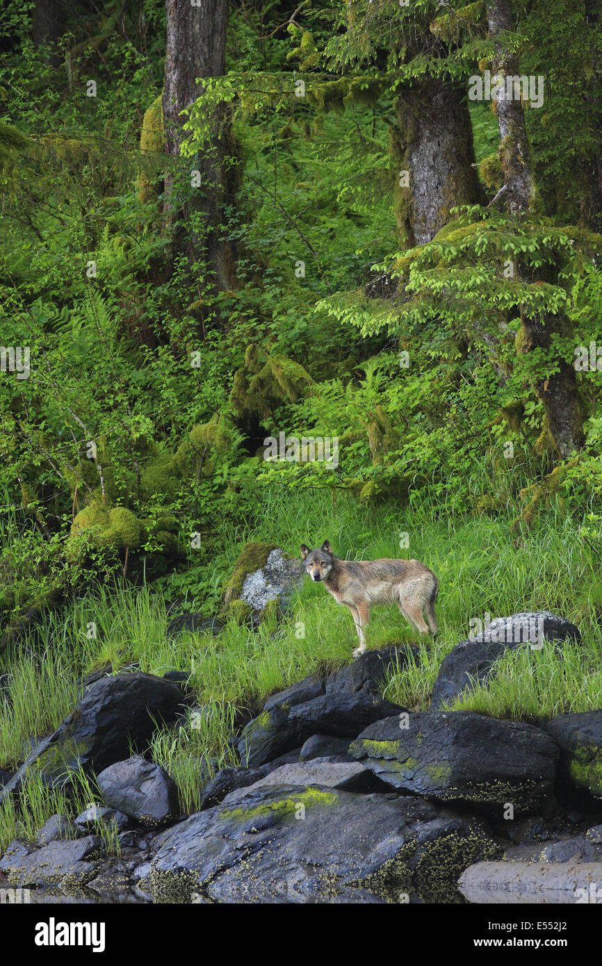 Grey Wolf Standing On Rocks Stock Photos & Grey Wolf Standing On Rocks ...
