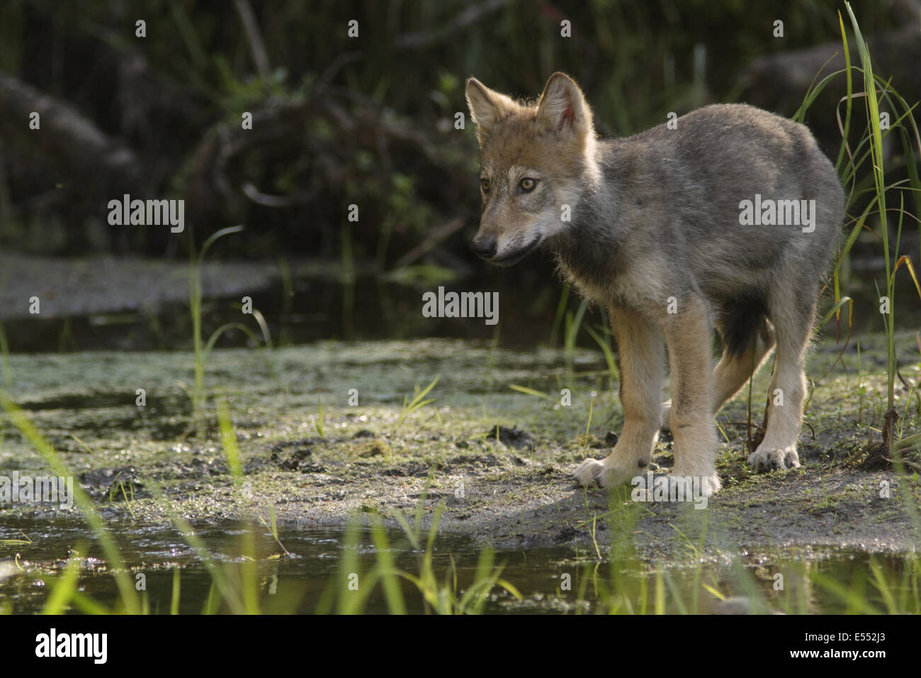 Coastal wolves canada hi-res stock photography and images - Alamy