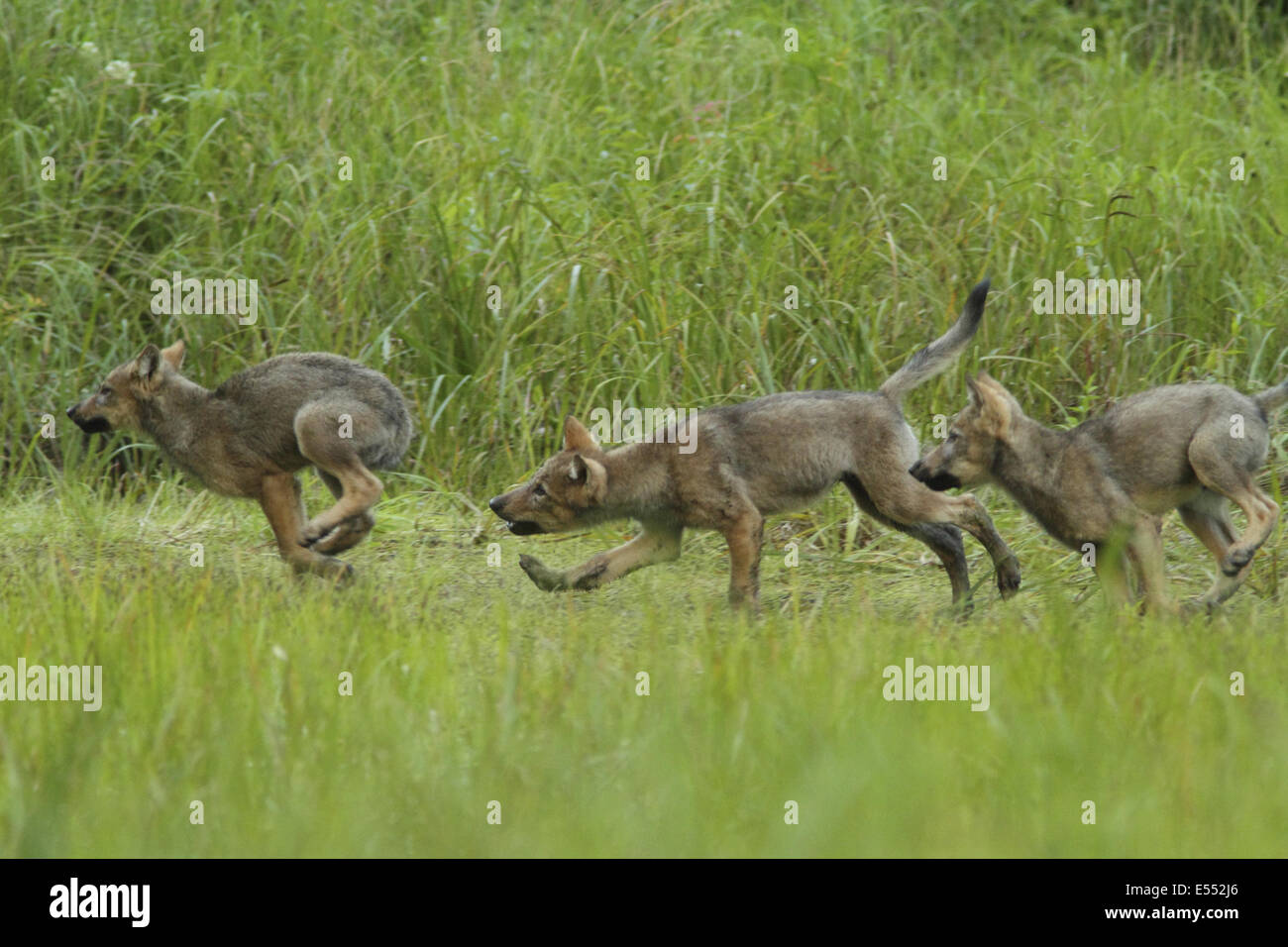 Grey Wolf (Canis lupus) three pups, chasing and playfighting in ...