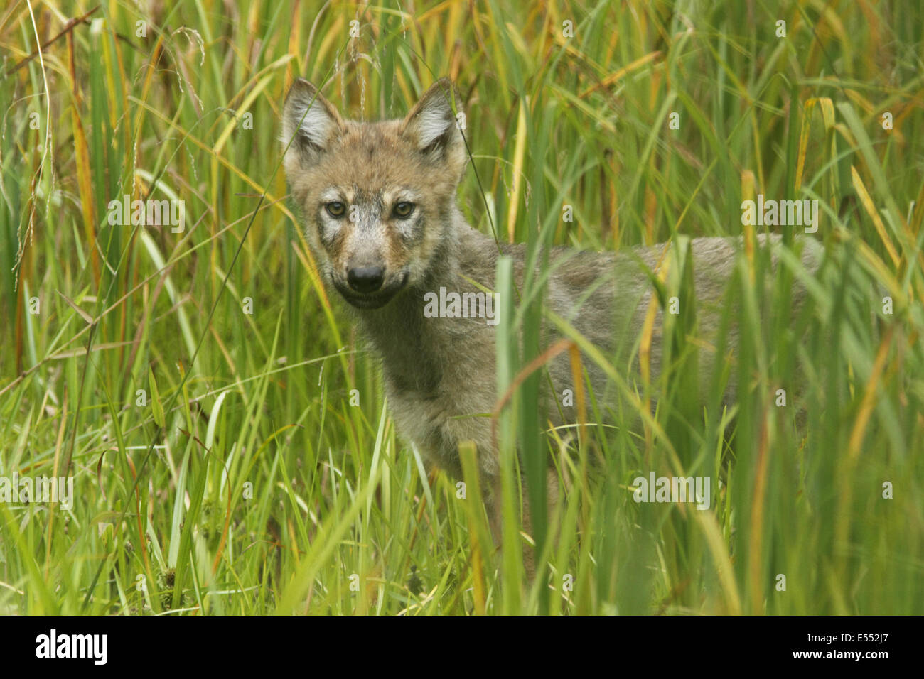 Wolf temperate forest hi-res stock photography and images - Alamy