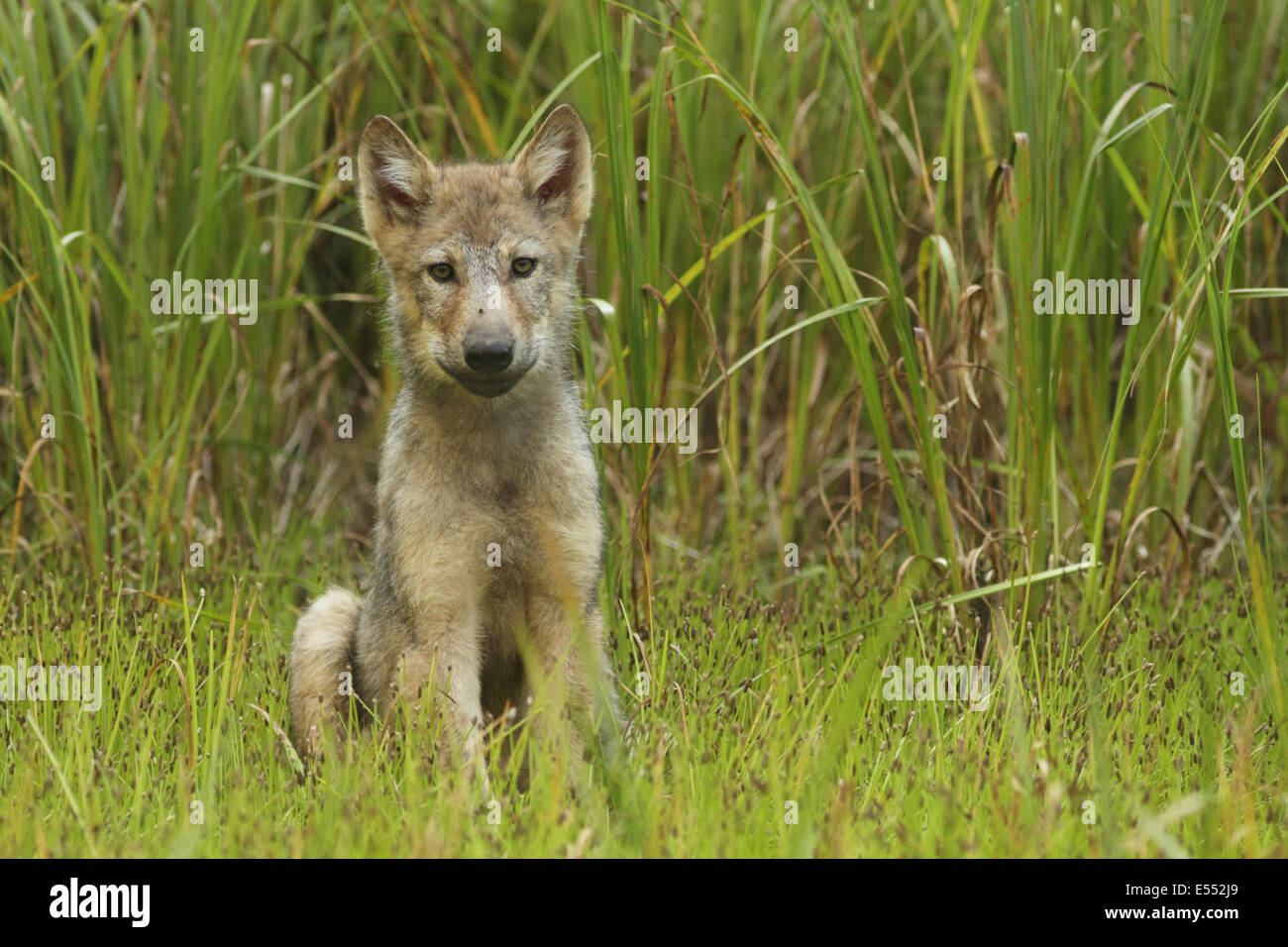 Wolf Pup Sitting