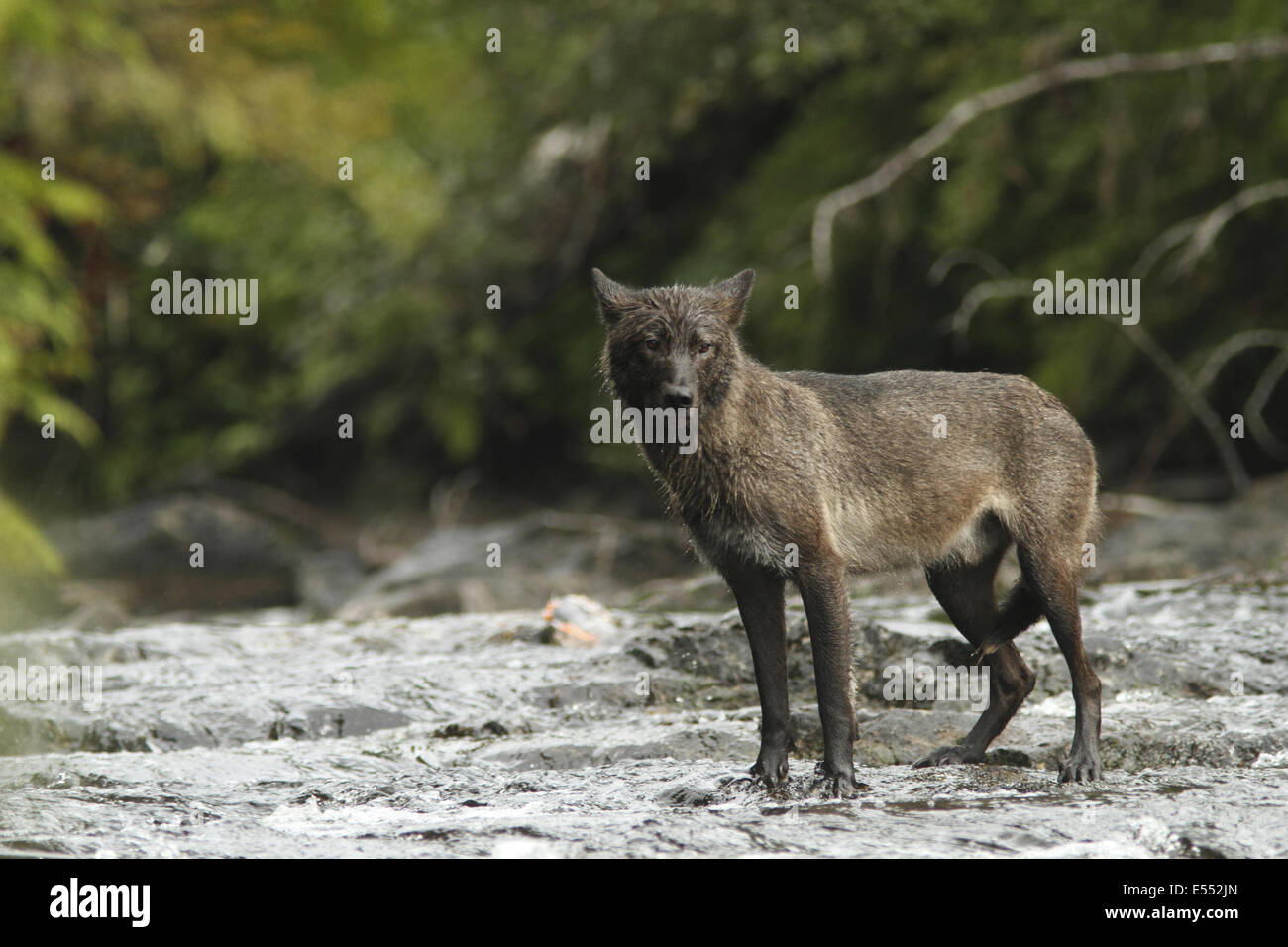 Grey Wolf (Canis lupus) dark morph, adult, fishing for salmon in river ...