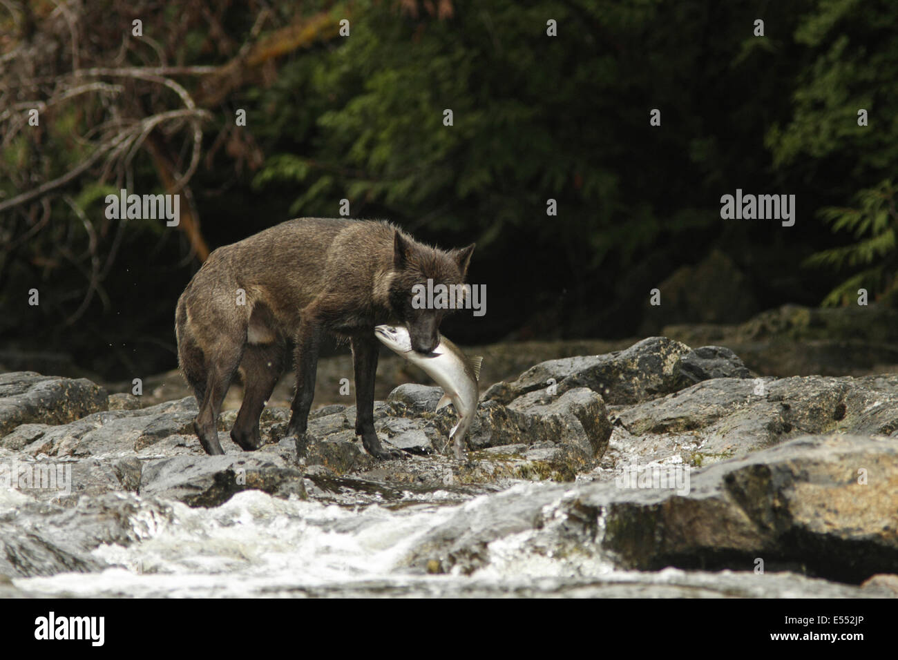 Grey wolf eating fish hi-res stock photography and images - Alamy