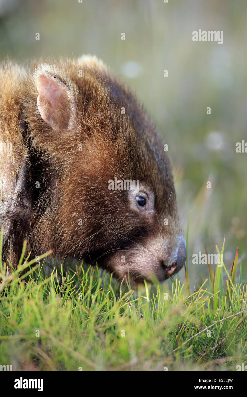 Common Wombat (Vombatus ursinus hirsutus) adult, close-up of head ...