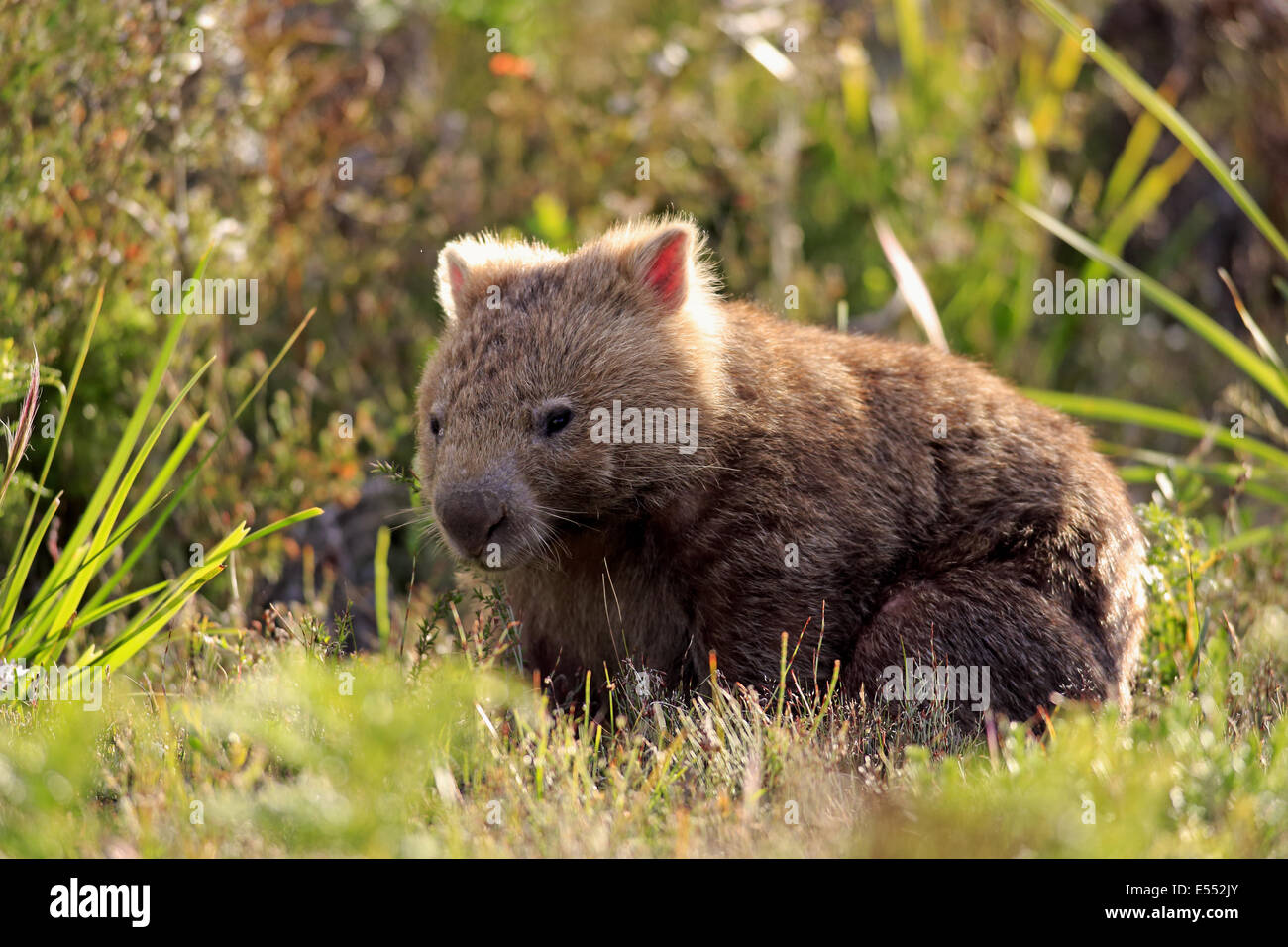 Common Wombat (Vombatus ursinus hirsutus) adult, sitting, Wilson's ...