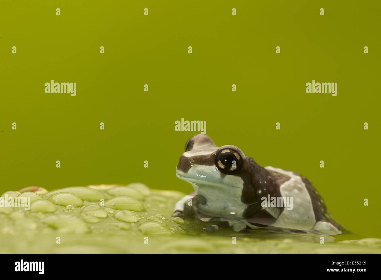 Amazon Milk Frog (Trachycephalus resinifictrix) adult, resting on leaf ...
