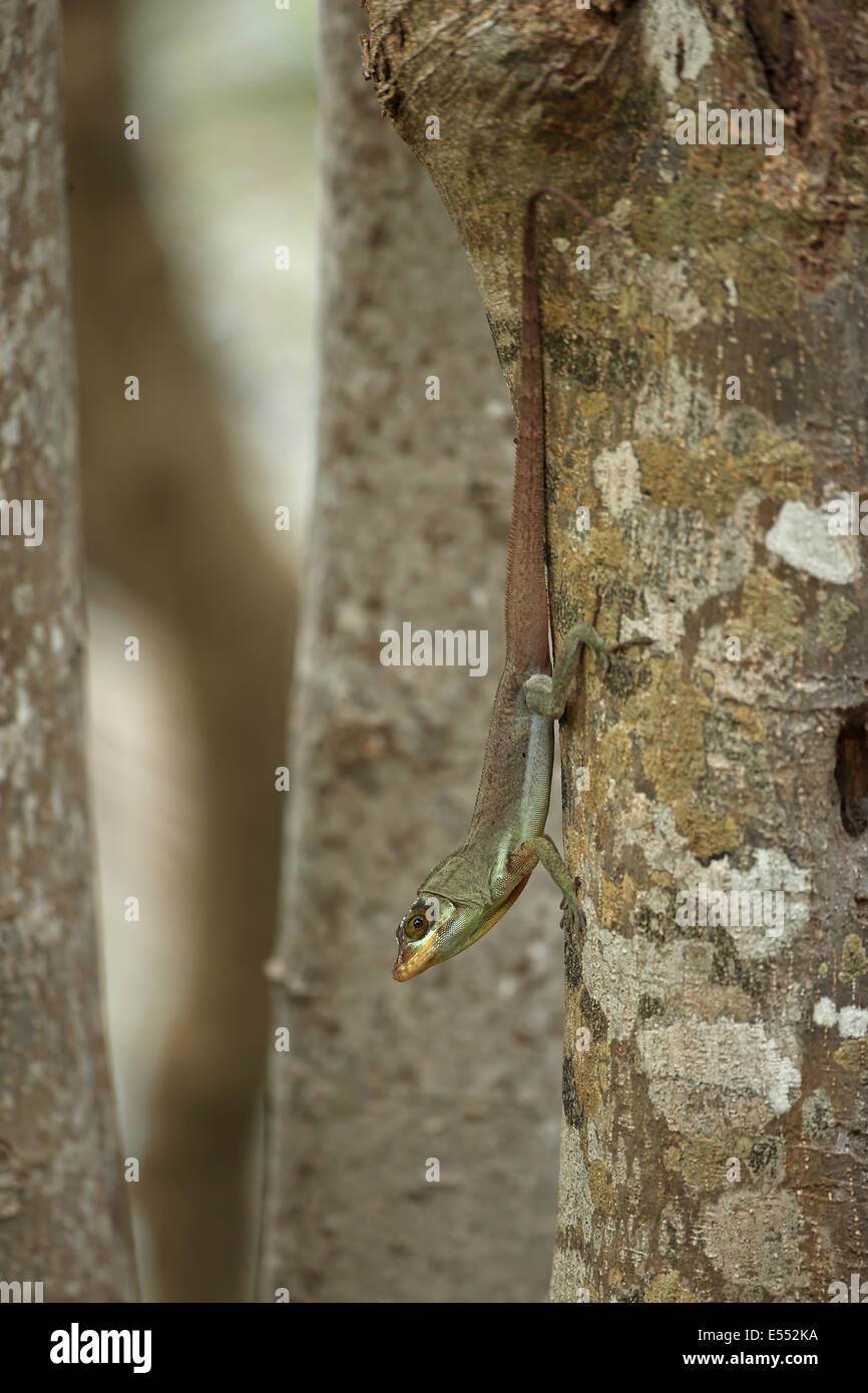 Anole lizards antilles hi-res stock photography and images - Alamy