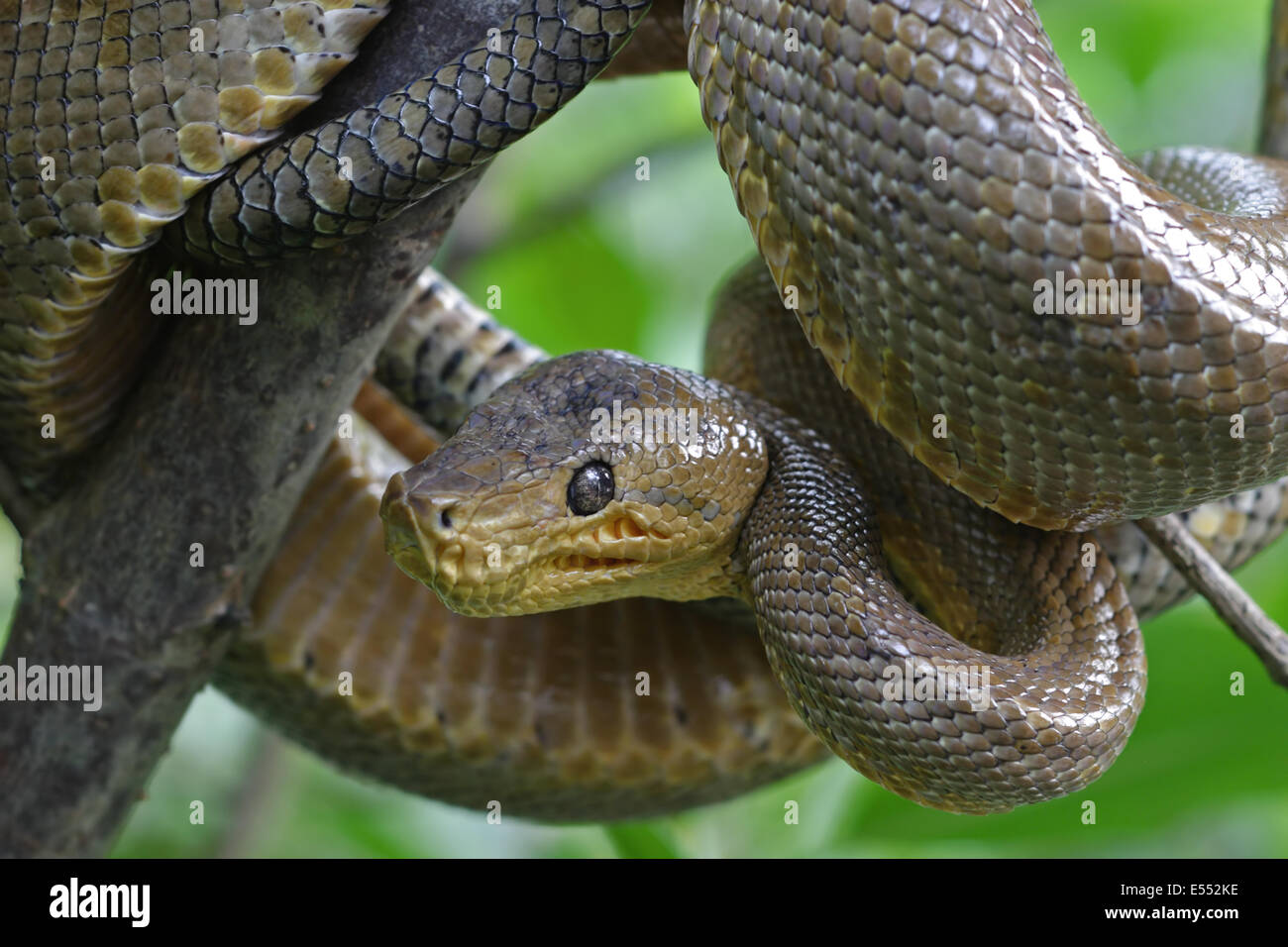Ruschenberg's Tree Boa (Corallus ruschenbergerii) adult, close-up of ...