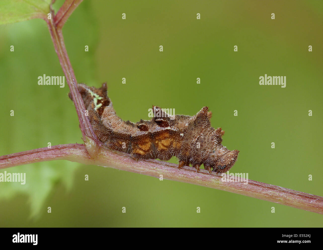 Hungarian Glider (Neptis rivularis) caterpillar, on Buck's Beard ...