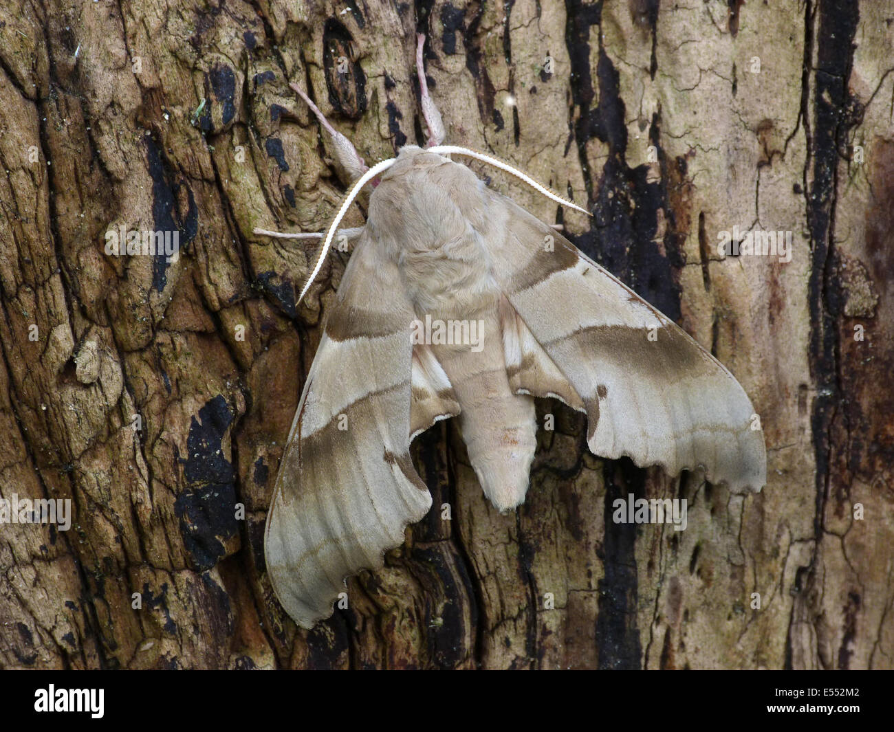 Oak hawk moth marumba quercus hi-res stock photography and images - Alamy