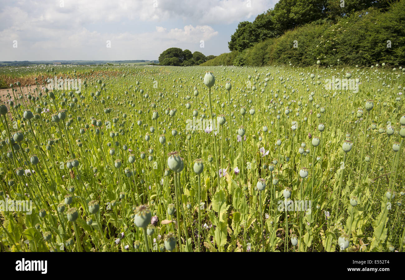 Opium Poppy (Papaver somniferum) crop, flowers and seedpods in field ...