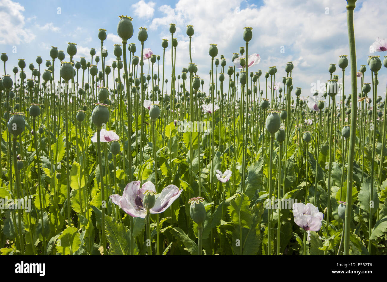 Opium Poppy (Papaver somniferum) crop, flowers and seedpods in field ...