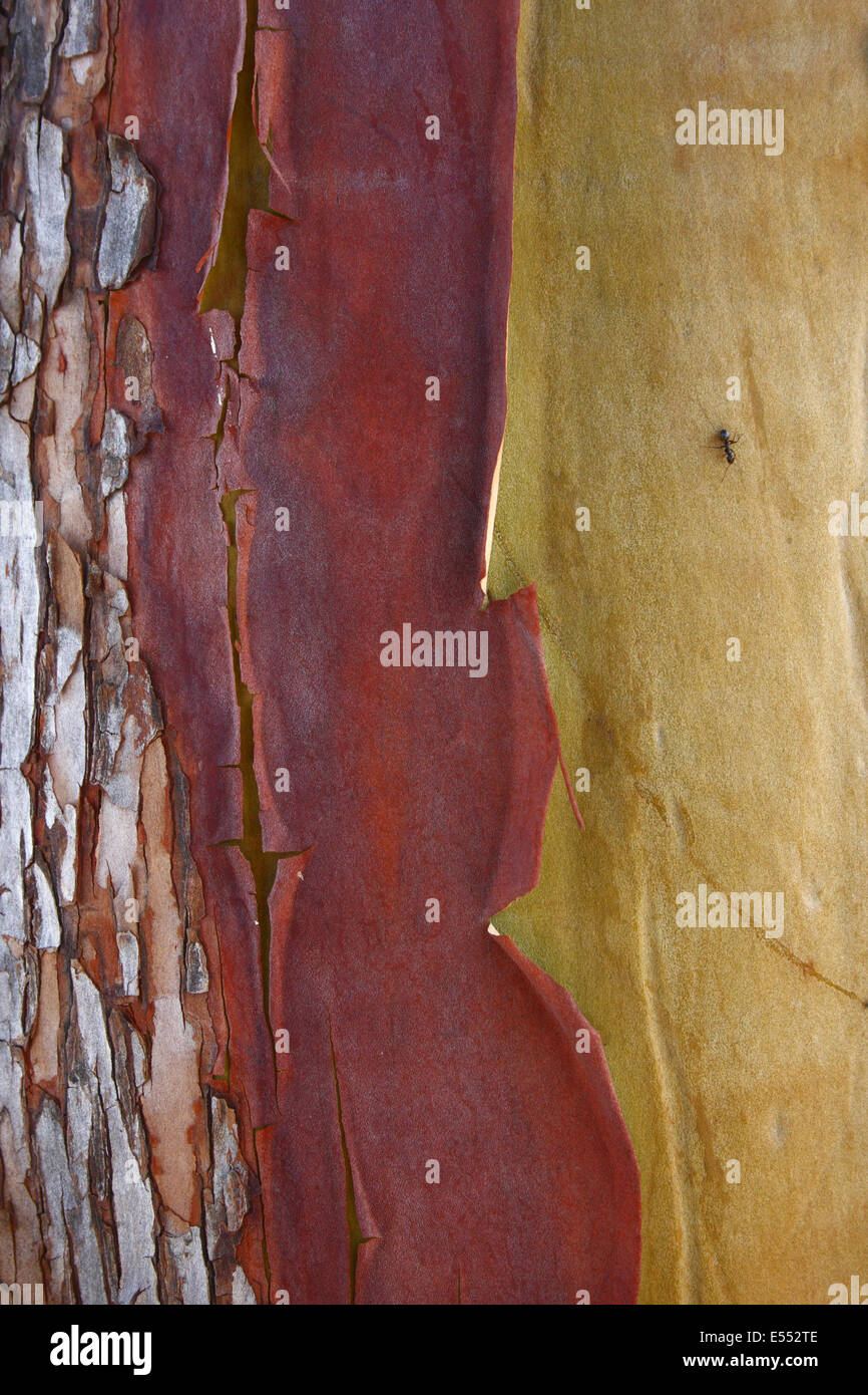 Pacific Madrone (Arbutus menziesii) close-up of bark with ant, Mayne ...