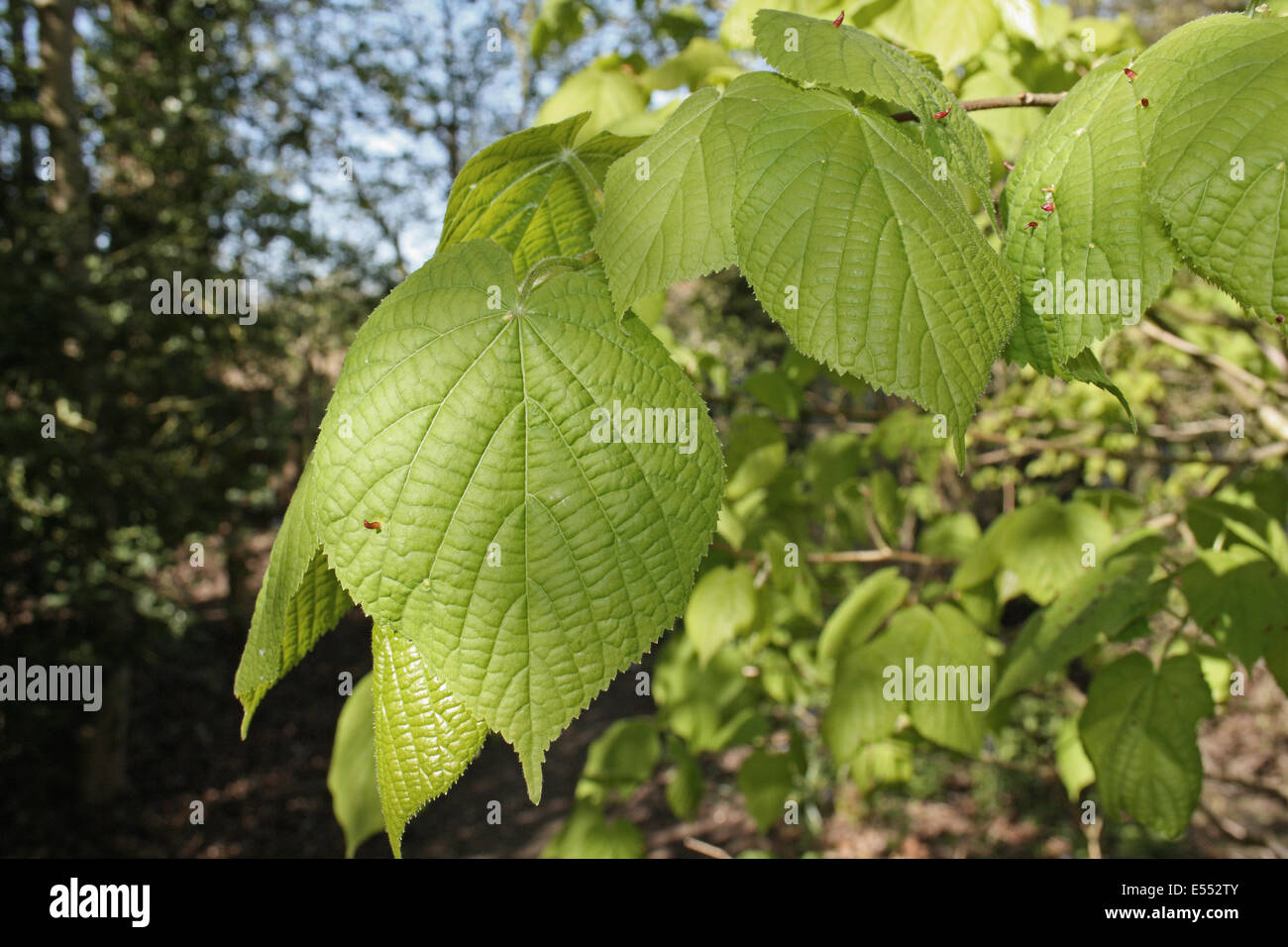 Common Lime (Tilia x europaea) close-up of leaves, growing in woodland ...
