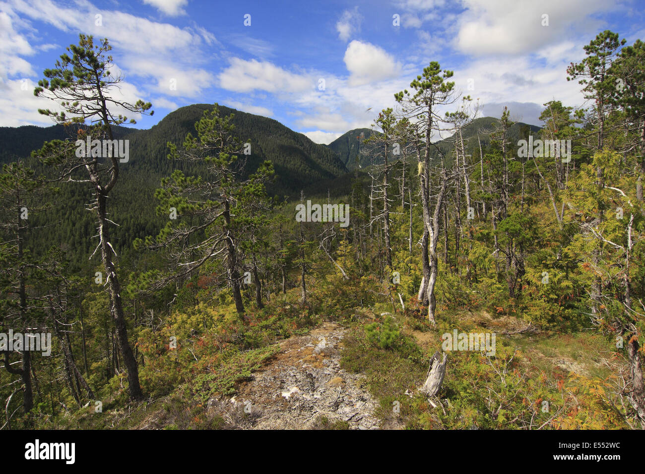 Shore Pine (Pinus contorta contorta) habit, growing in temperate ...
