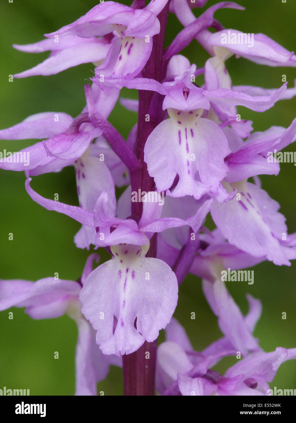 Ovalis Orchid (Orchis ovalis) close-up of flowers, Corsica, France ...