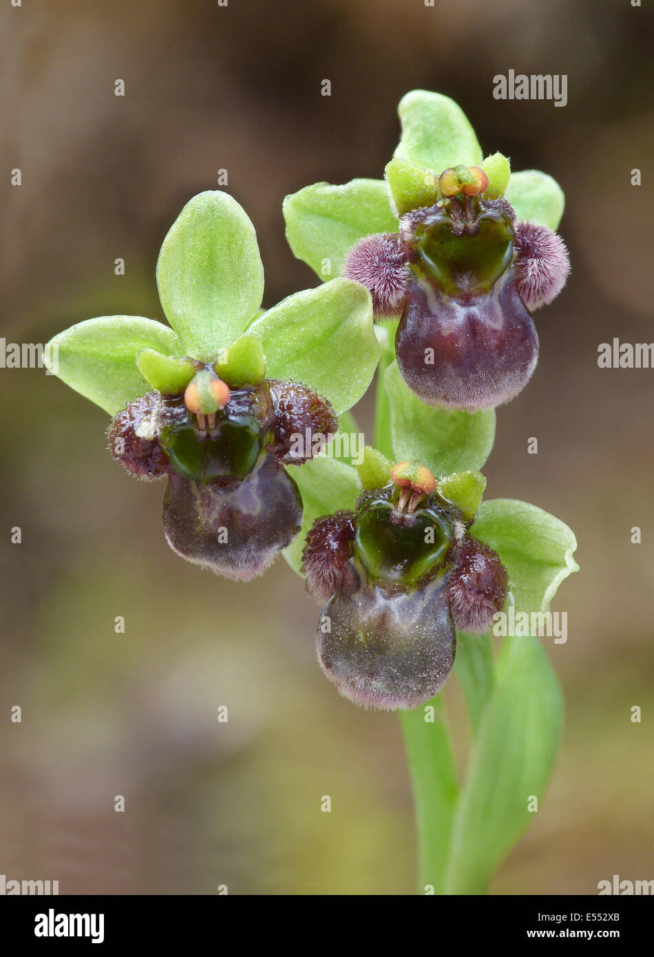 Bumblebee Orchid (Ophrys bombyliflora) close-up of flowers, Corsica ...