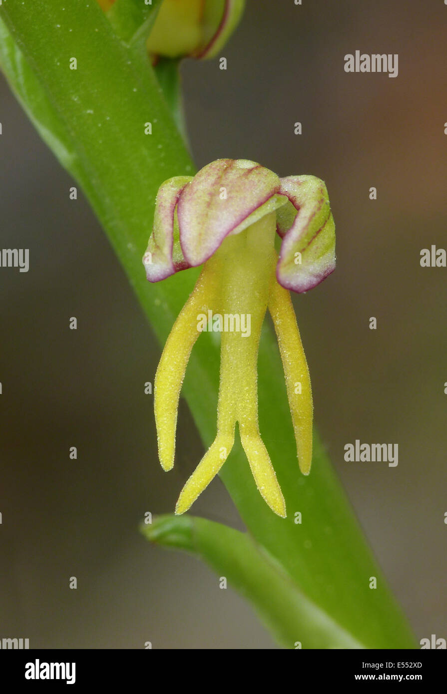 Man Orchid Orchis anthropophora yellow form, close-up of flower ...