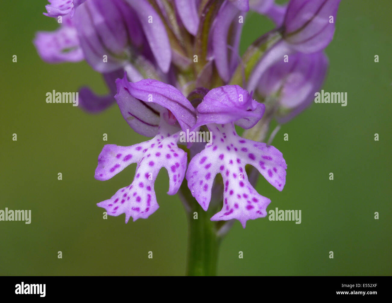 Orchis tridentata hi-res stock photography and images - Alamy
