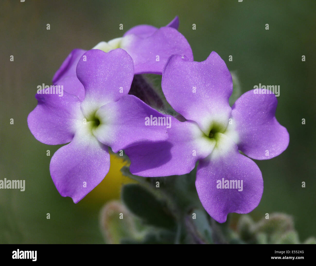 Matthiola tricuspidata hi-res stock photography and images - Alamy