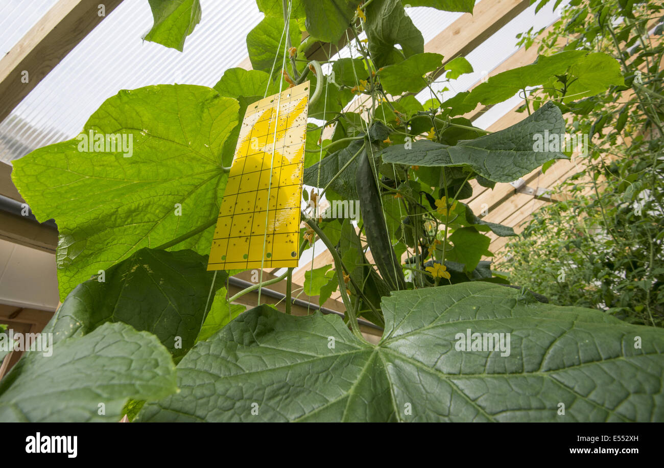 Cucumber (Cucumis sativus) crop, with sticky flypaper, growing in ...