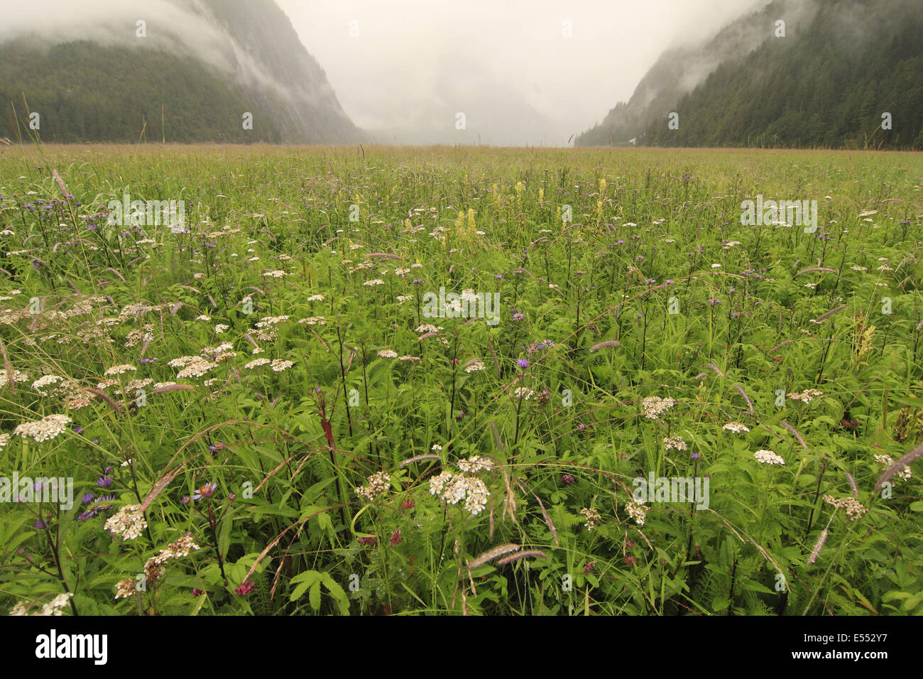 View of wildflowers growing in clearing beside estuary in temperate ...
