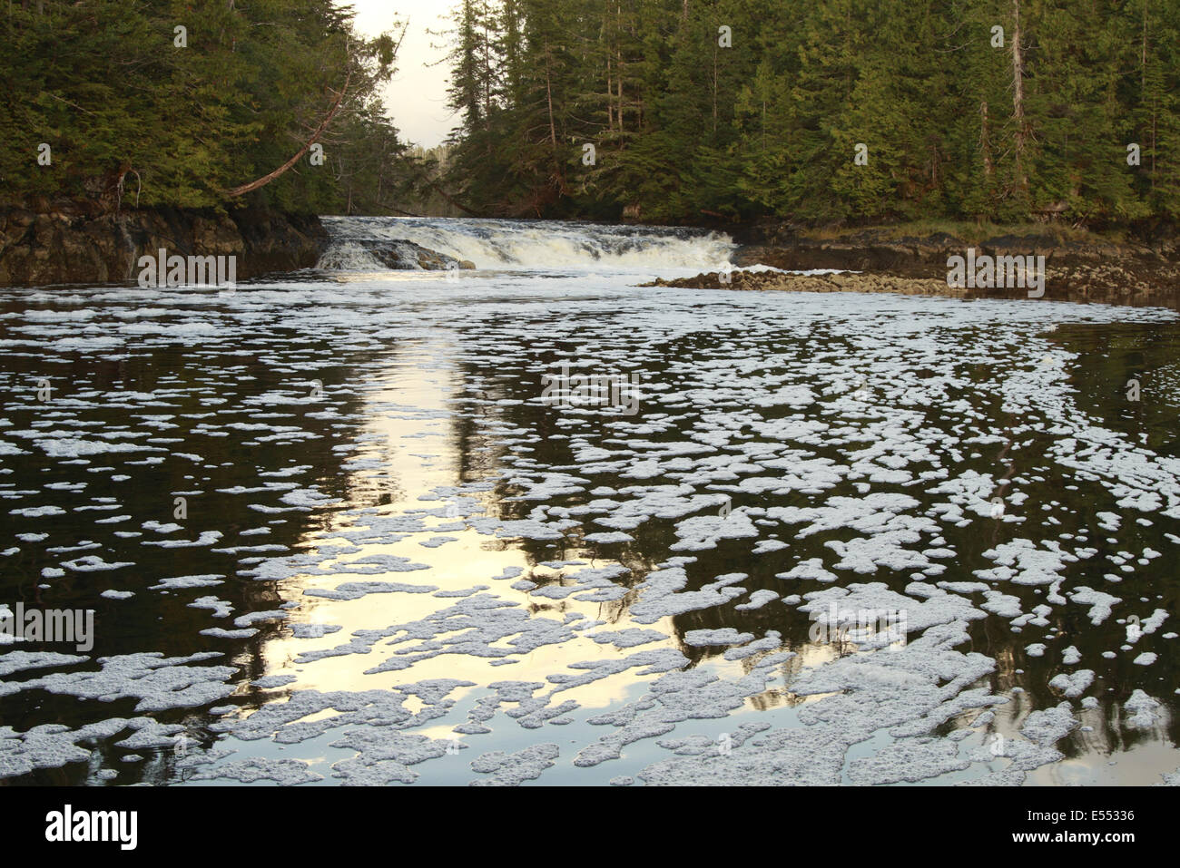 River mouth in flood and temperate coastal rainforest, Coast Mountains ...