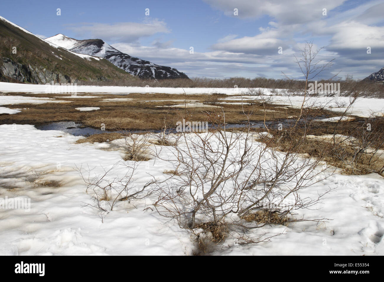 View of willow scrub and bog habitat in snow, Kamchatka Peninsula ...