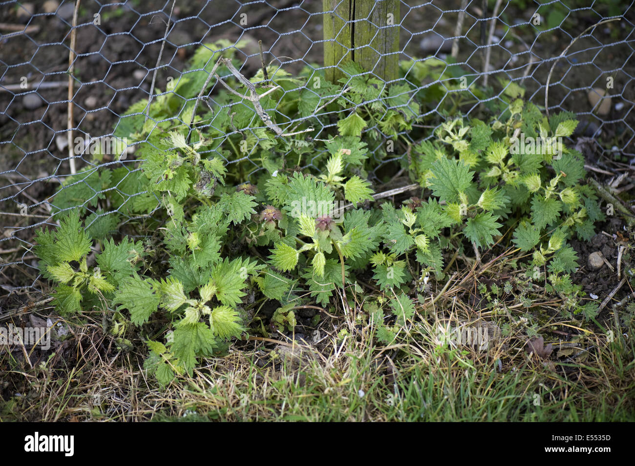 Stinging nettles, Urtica dioica, showing signs of damage after ...