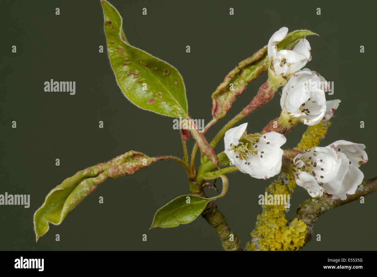 Bumps on the leaf hi-res stock photography and images - Alamy