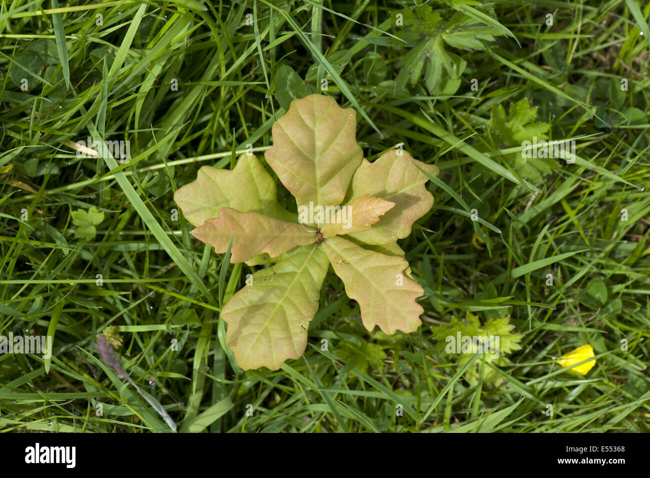 Common Oak, Quercus robur, self-seeded seedling, germinating in ...
