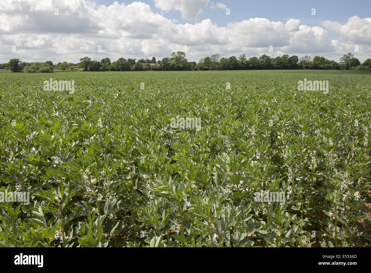 Field Bean, Vicia faba, crop in flower, West Berkshire, England, June ...