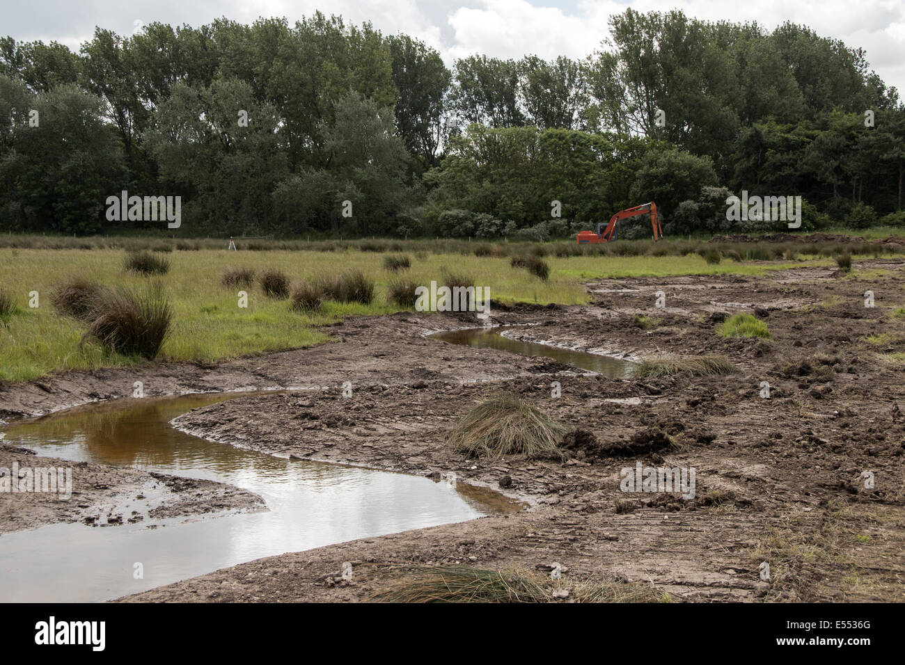 A shallow water channel cut in marshland habitat to increase water ...